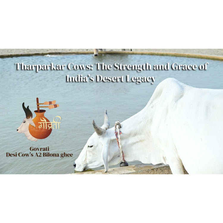 Tharparkar Cows: The Strength and Grace of India’s Desert Legacy – Govrati